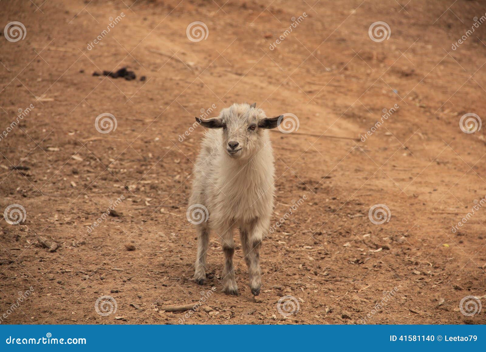 Capra fotografia stock. Immagine di zone, documentato - 41581140