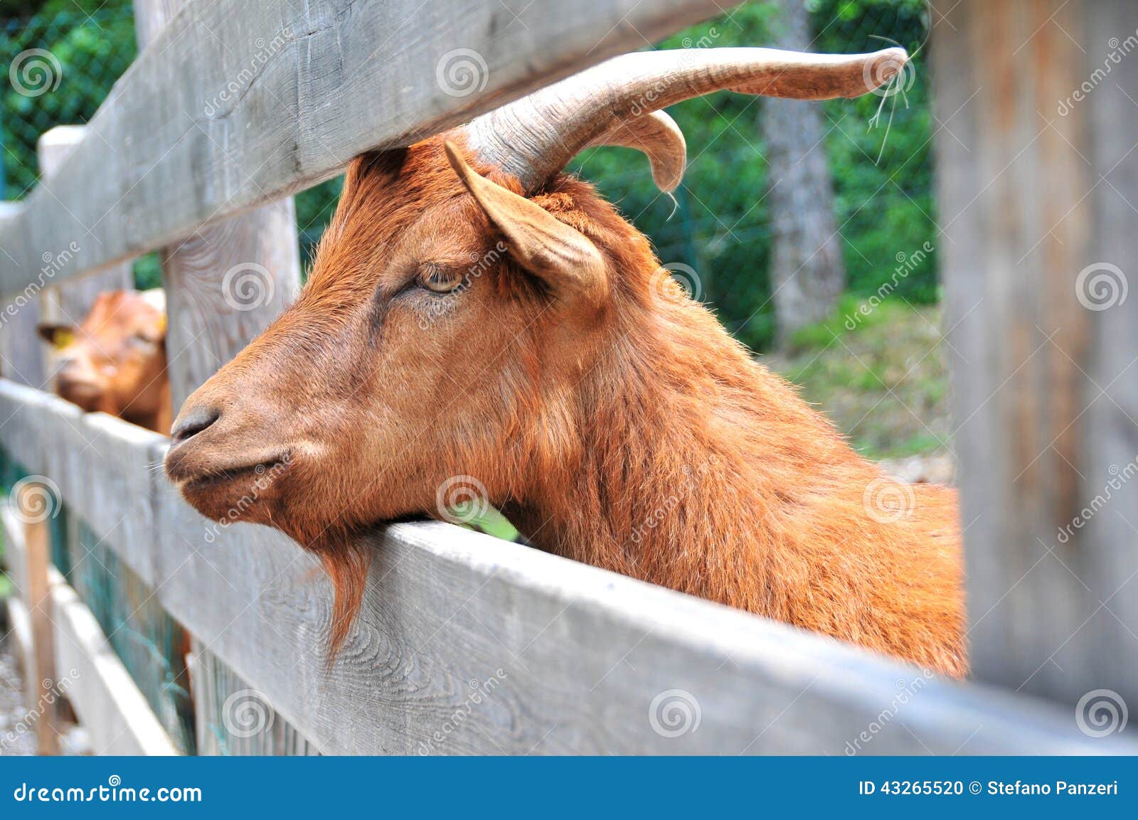 Capra fotografia stock. Immagine di felice, vista, animale - 43265520