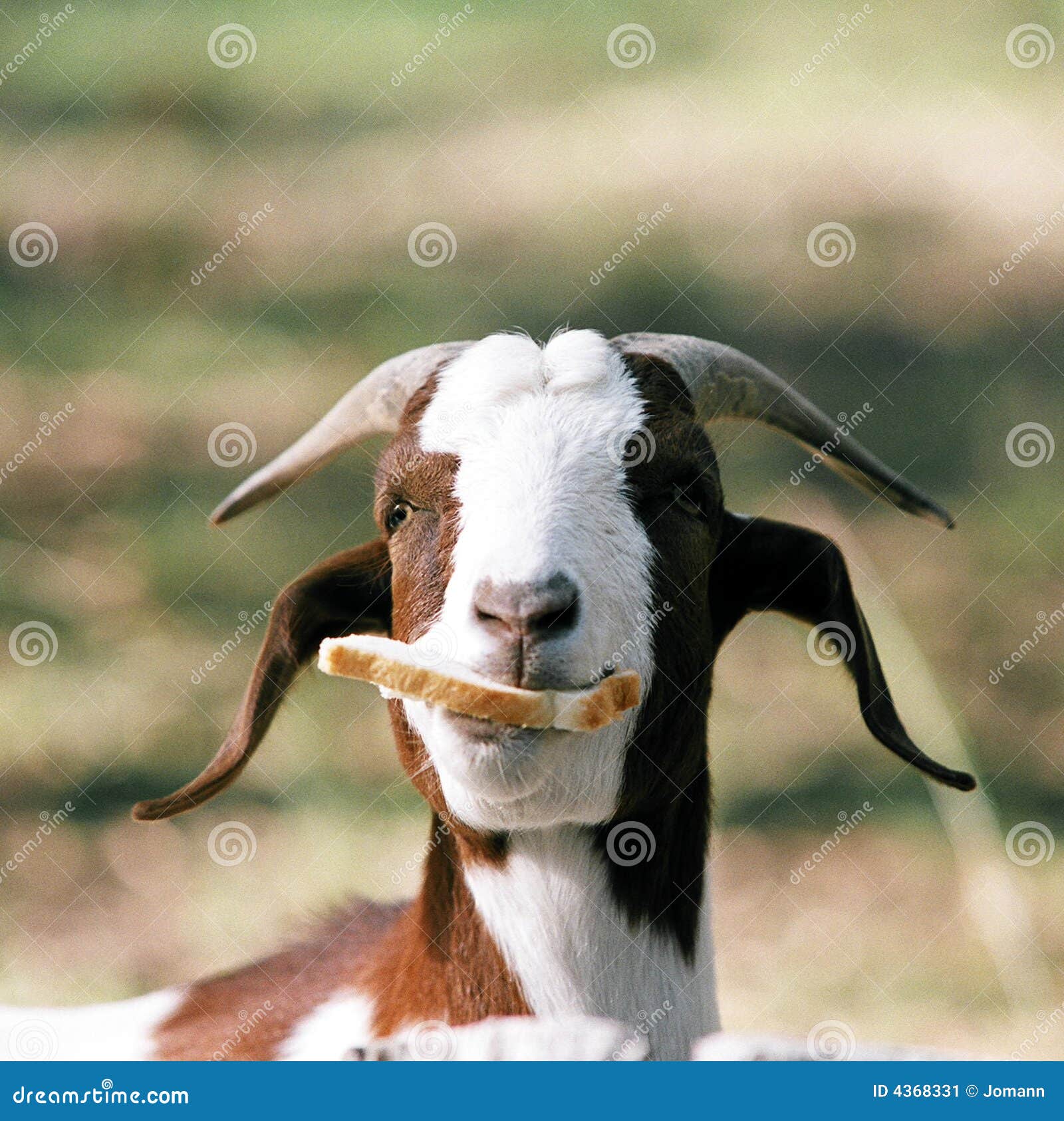 Capra immagine stock. Immagine di corni, orecchi, consumo - 4368331