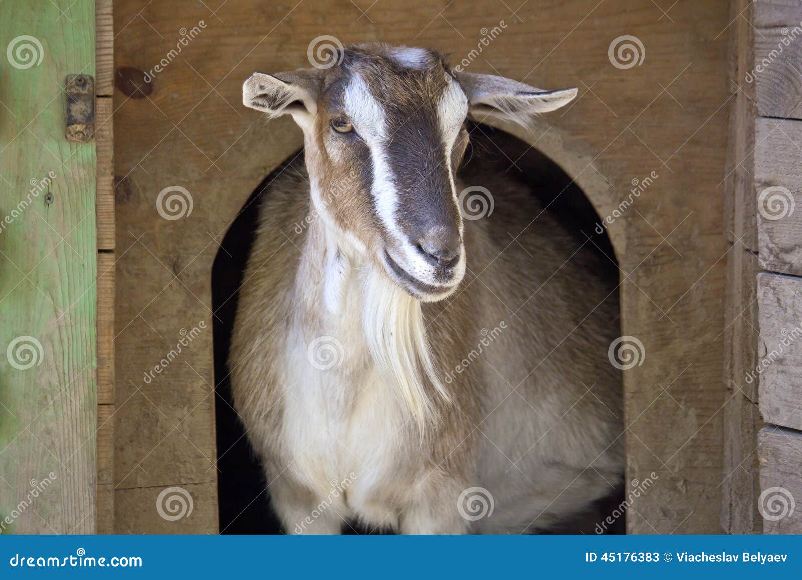 Capra immagine stock. Immagine di mammifero, simbolo - 45176383