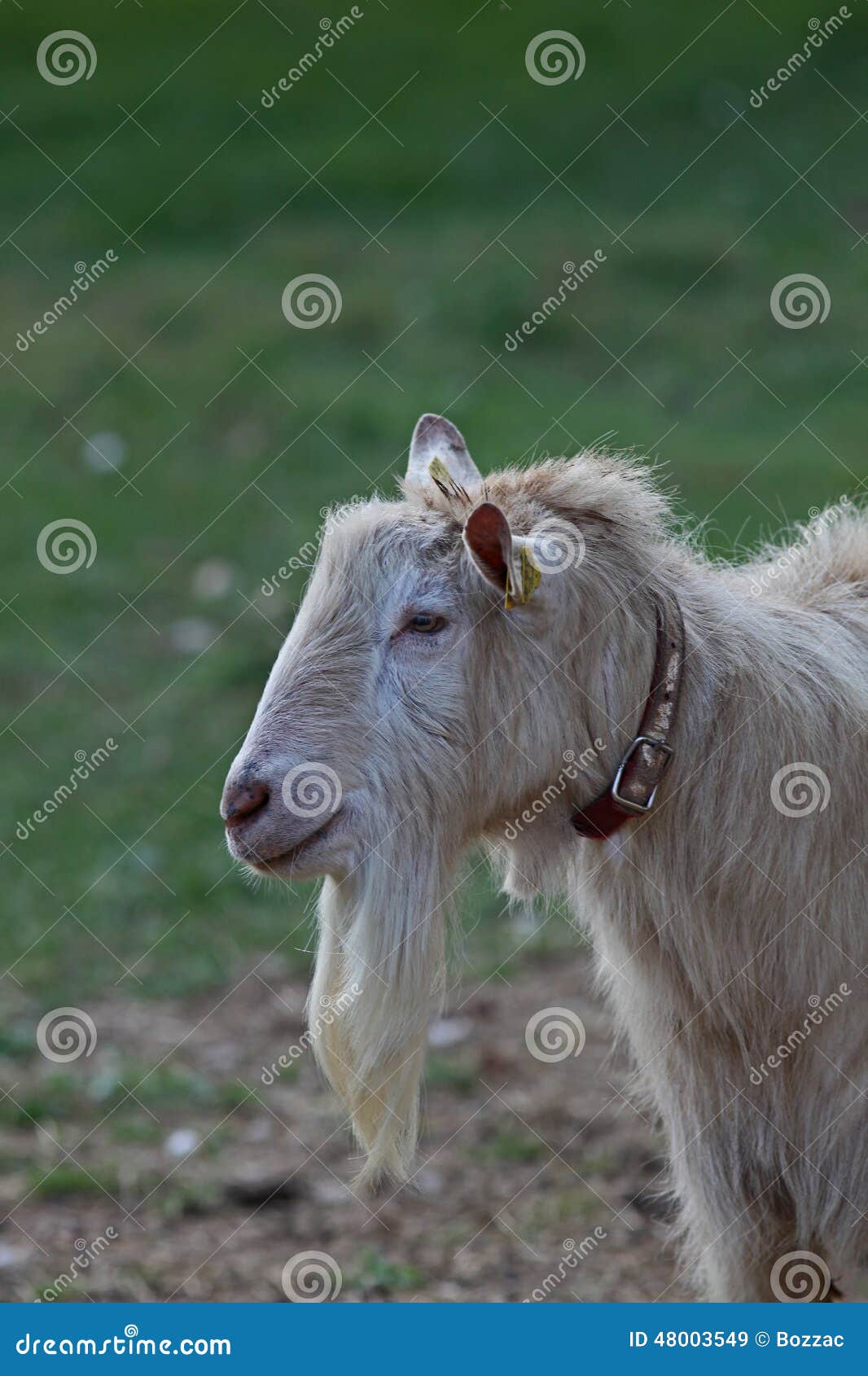 Capra immagine stock. Immagine di ritratto, bianco, faccia - 48003549