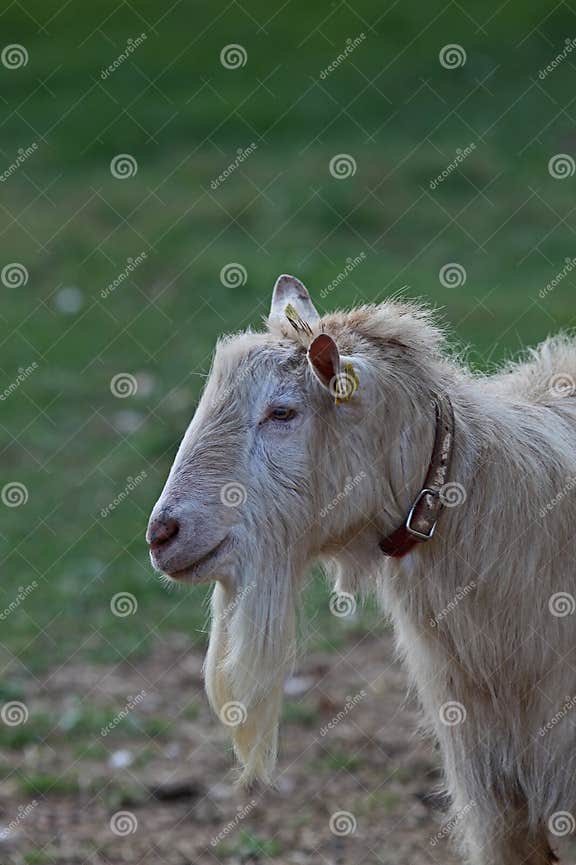 Capra immagine stock. Immagine di ritratto, bianco, faccia - 48003549