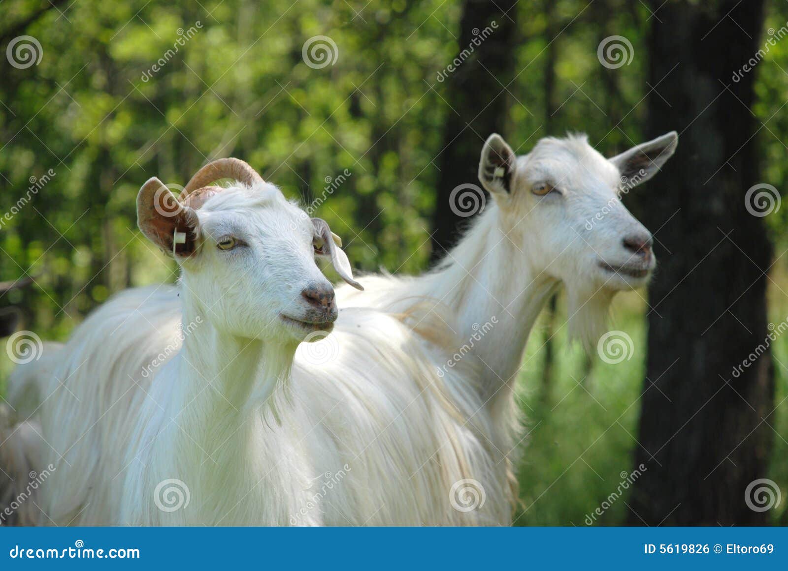 Capra fotografia stock. Immagine di podere, esterno, naughty - 5619826