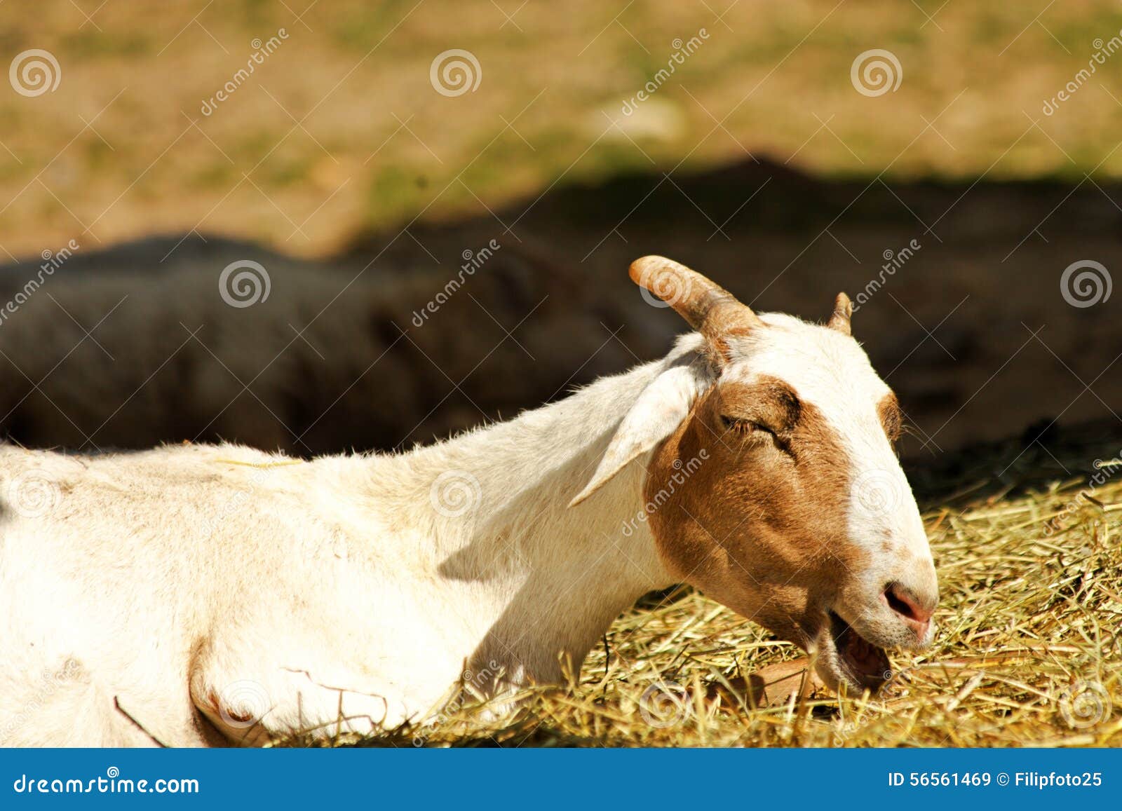 Capra immagine stock. Immagine di alimentazione, orecchi - 56561469