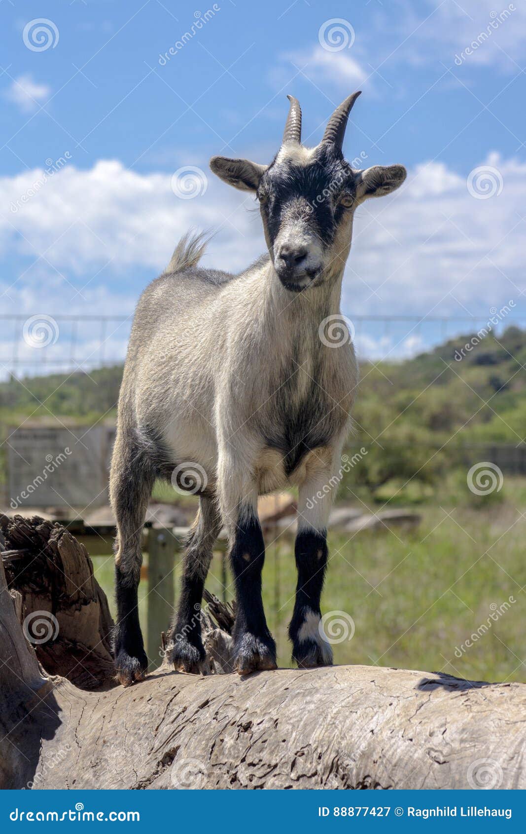 Capra immagine stock. Immagine di vista, africa, zebra - 88877427
