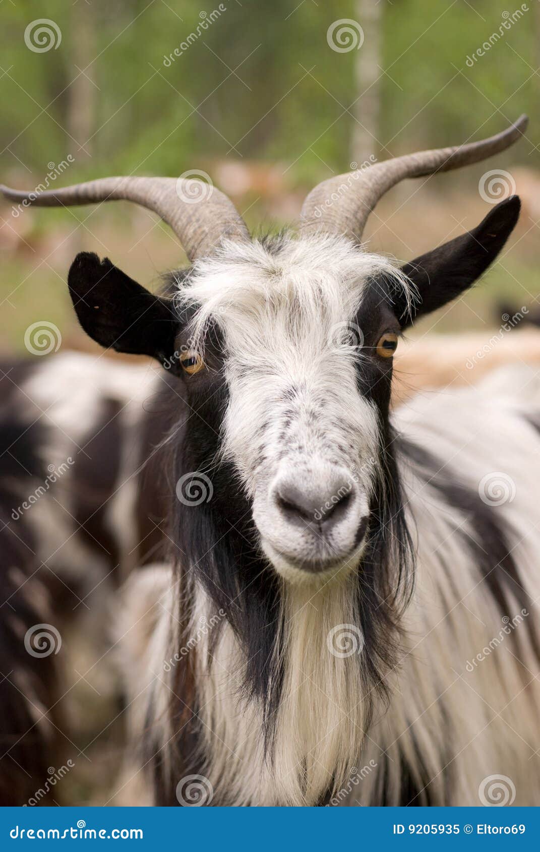 Capra immagine stock. Immagine di nazionale, animale, naughty - 9205935