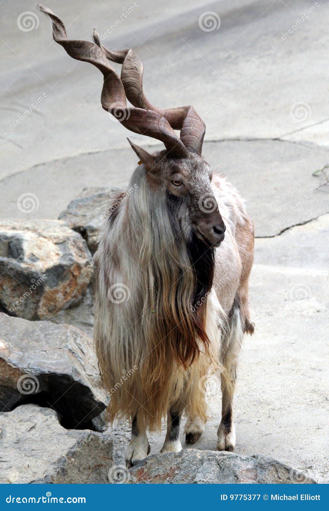 Capra immagine stock. Immagine di montagne, maggiore, animale - 9775377