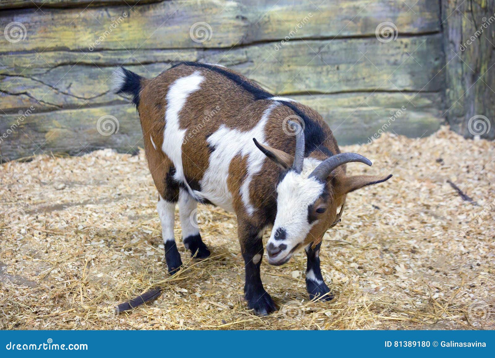 Capra alpina fotografia stock. Immagine di lane, cornuto - 81389180