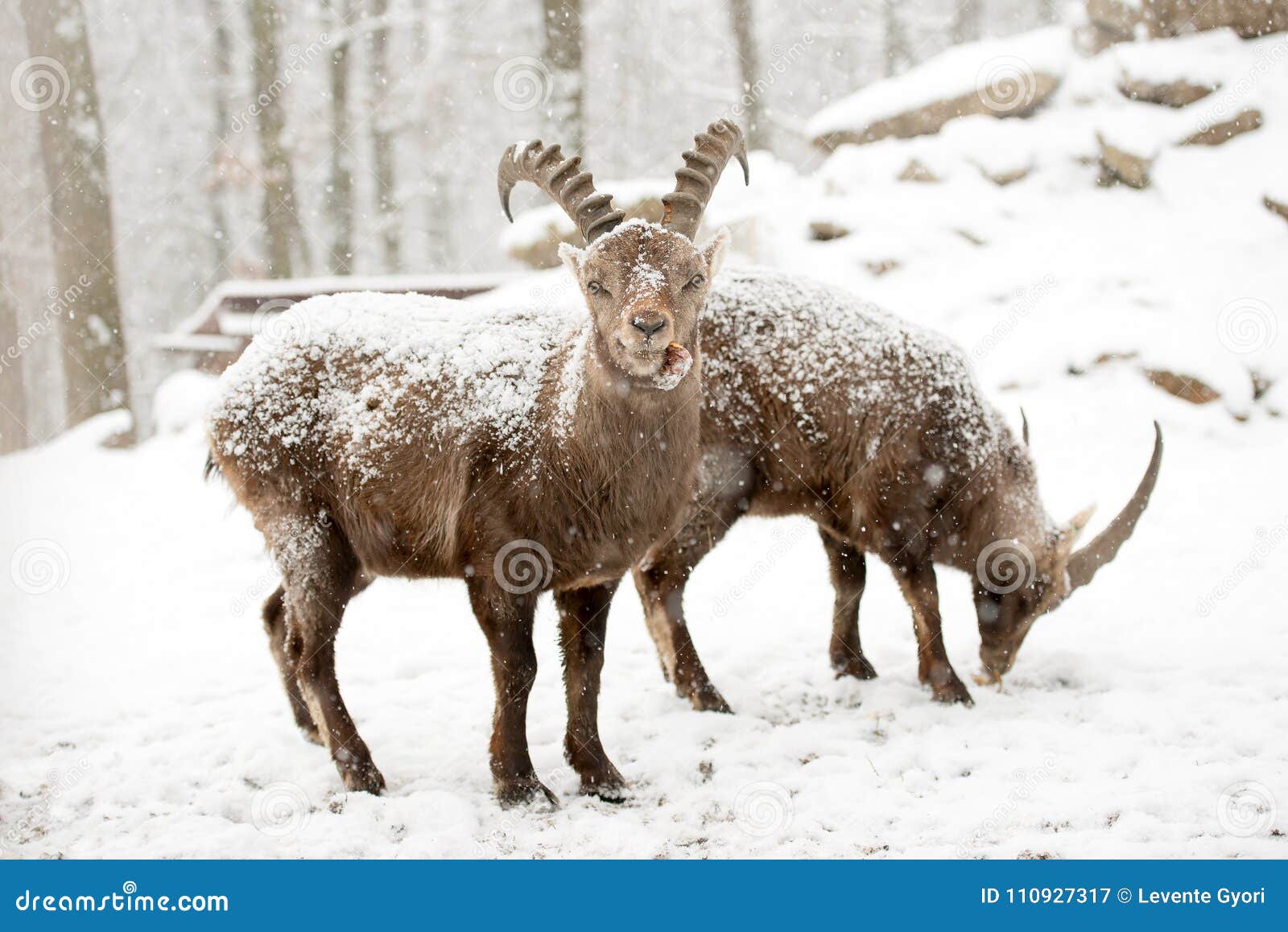 Capra in wild at winter stock image. Image of enjoy - 110927317