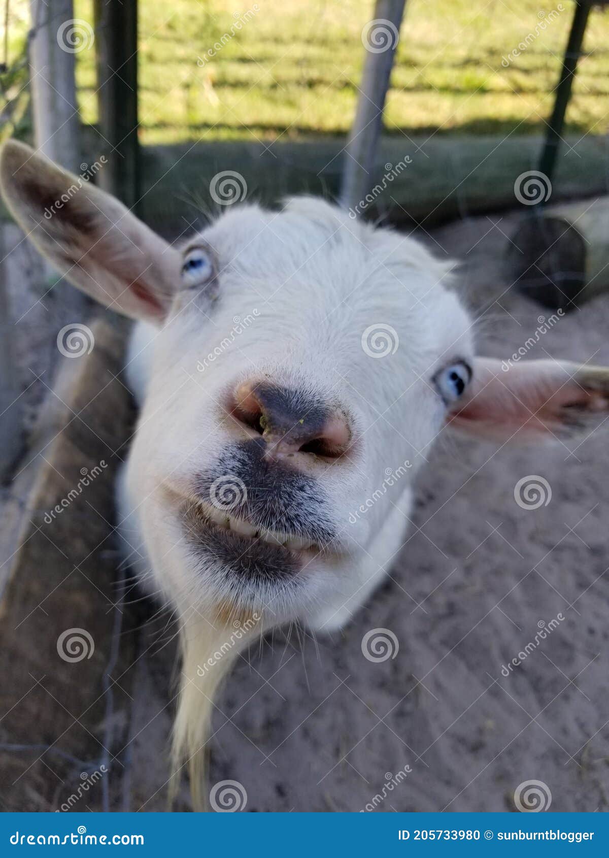 Capra bianca con occhi blu fotografia stock. Immagine di pelle - 205733980