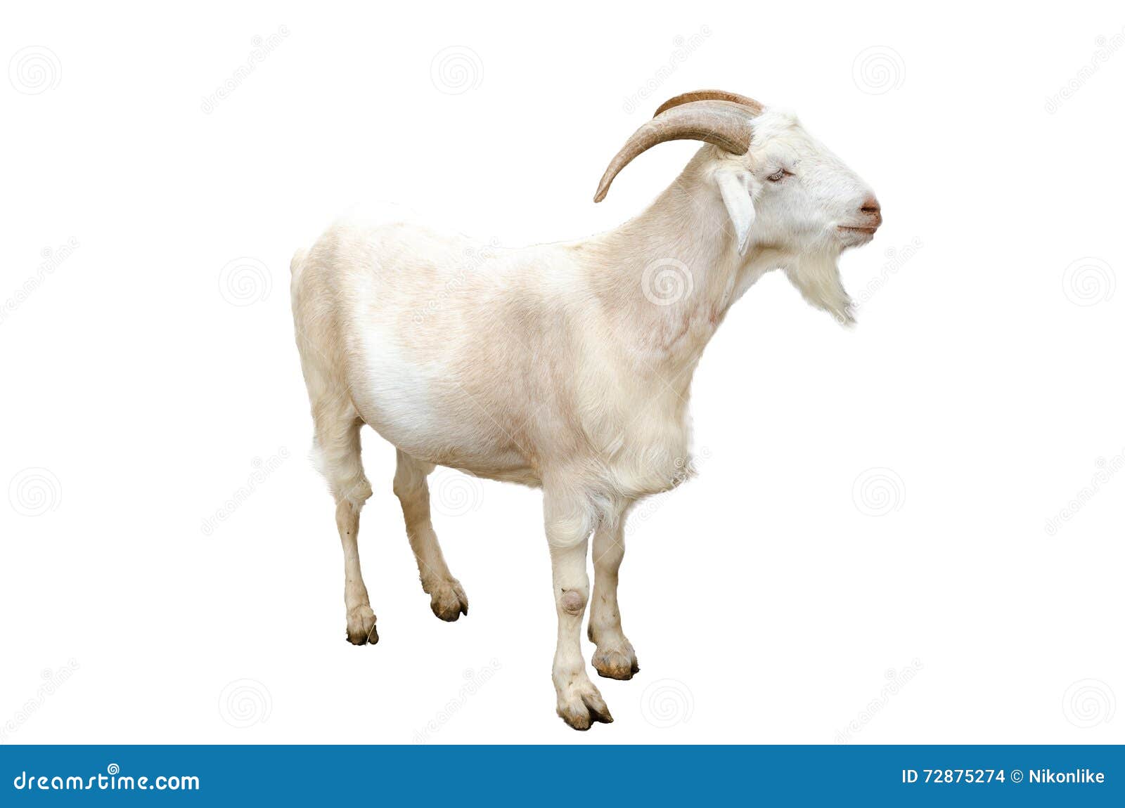 Capra Bianca Contro Fondo Bianco Fotografia Stock - Immagine di bestie ...