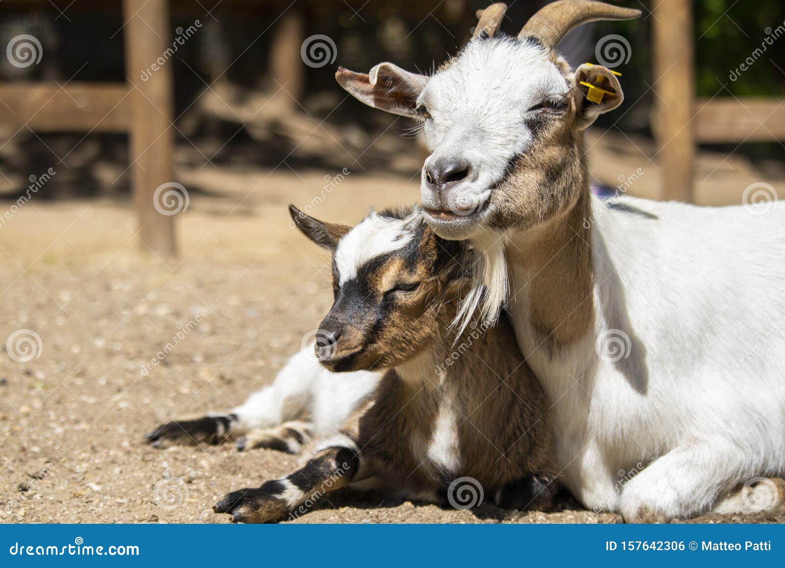 Capra Carina fotografia stock. Immagine di capre, campagna - 157642306
