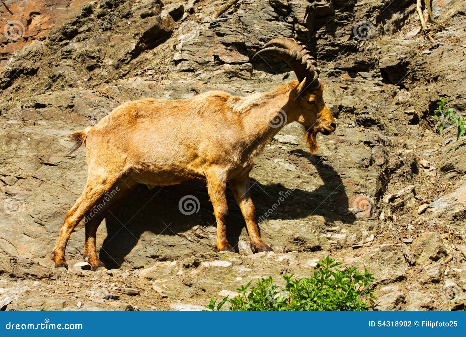 Capra caucasica stock photo. Image of wild, caucasica - 54318902