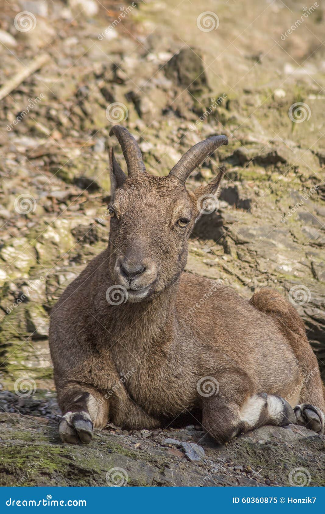 Capra Caucasica stock image. Image of natural, male, goat - 60360875
