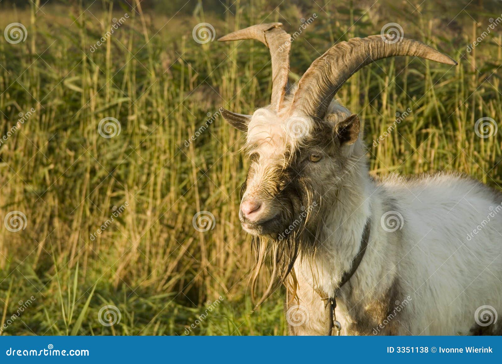 Capra classica fotografia stock. Immagine di podere, erba - 3351138