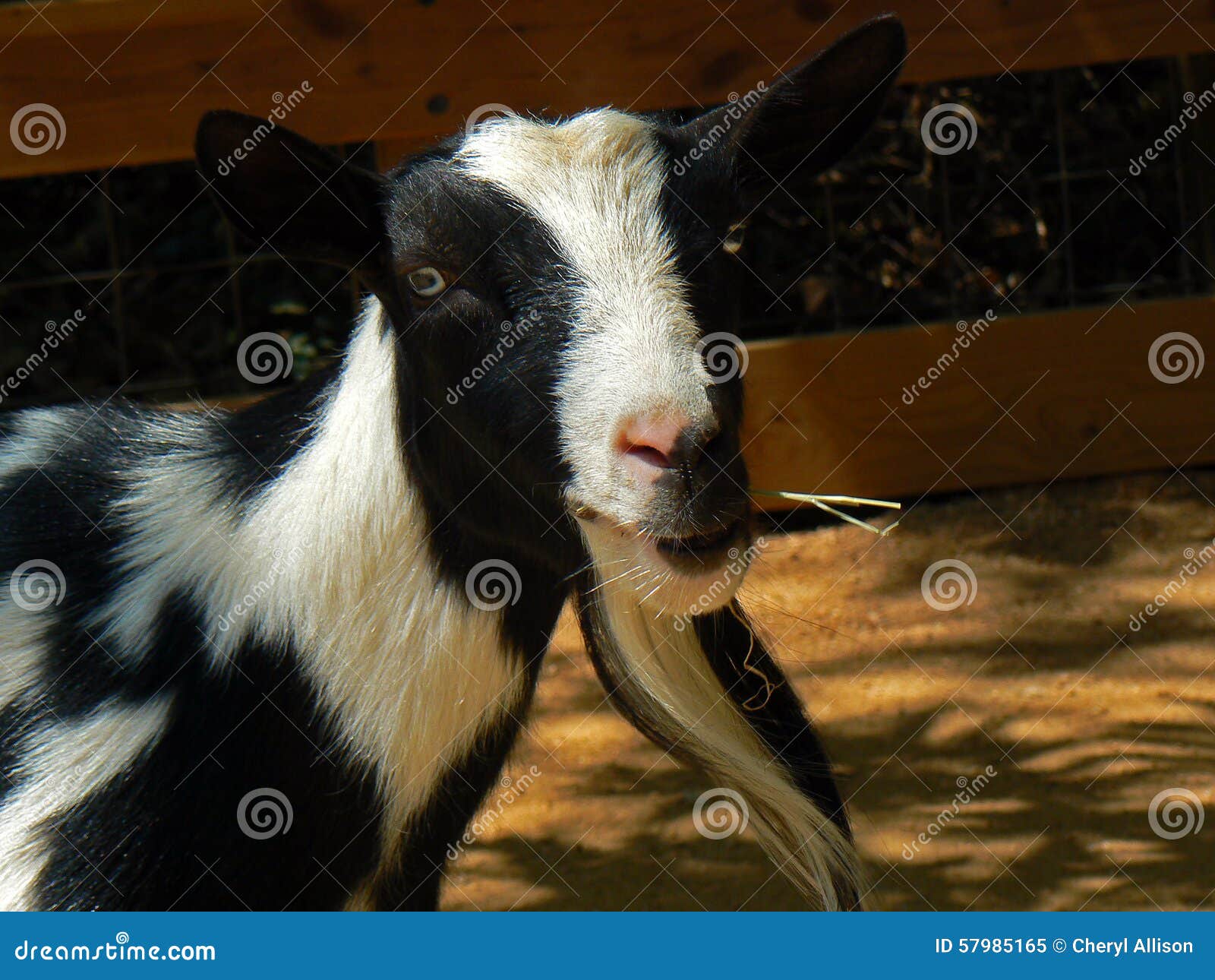 Capra con fieno in bocca immagine stock. Immagine di proposta - 57985165