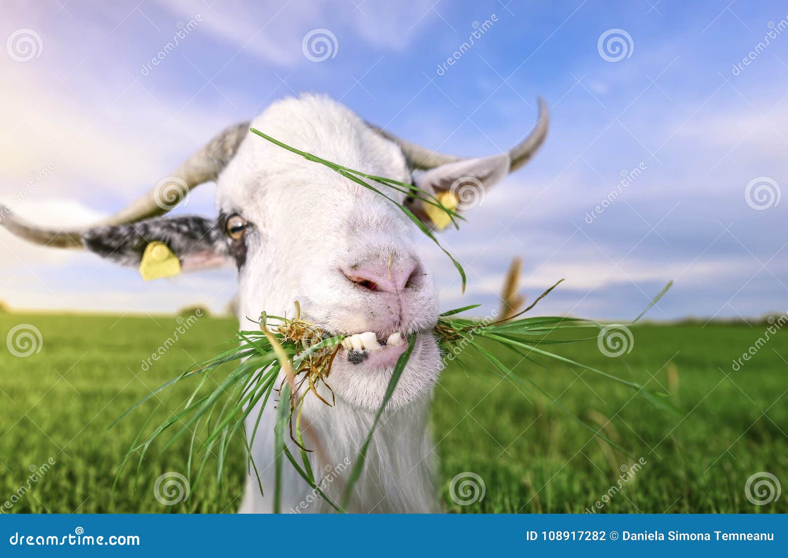 Capra Con I Denti E L'erba Divertenti in Bocca Fotografia Stock ...
