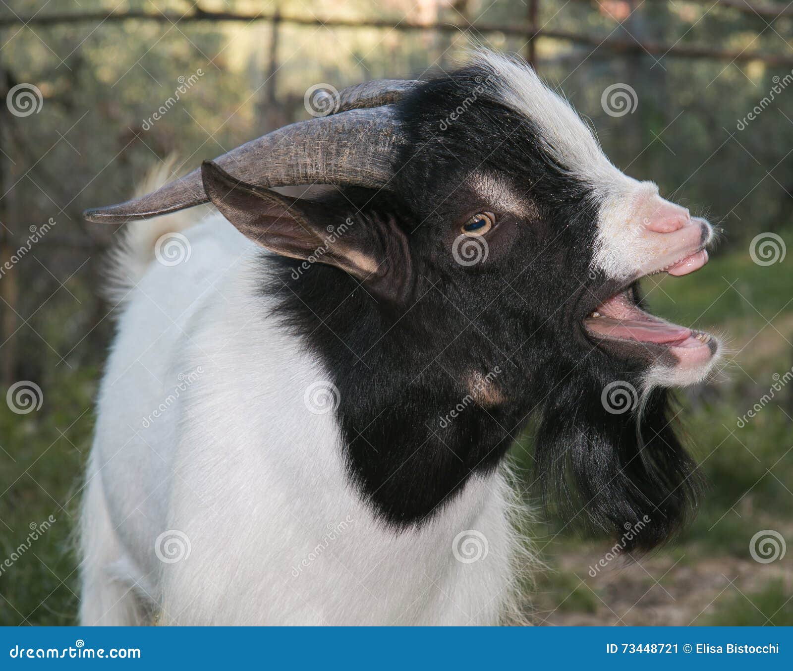 Capra con la bocca aperta immagine stock. Immagine di pazzesco - 73448721