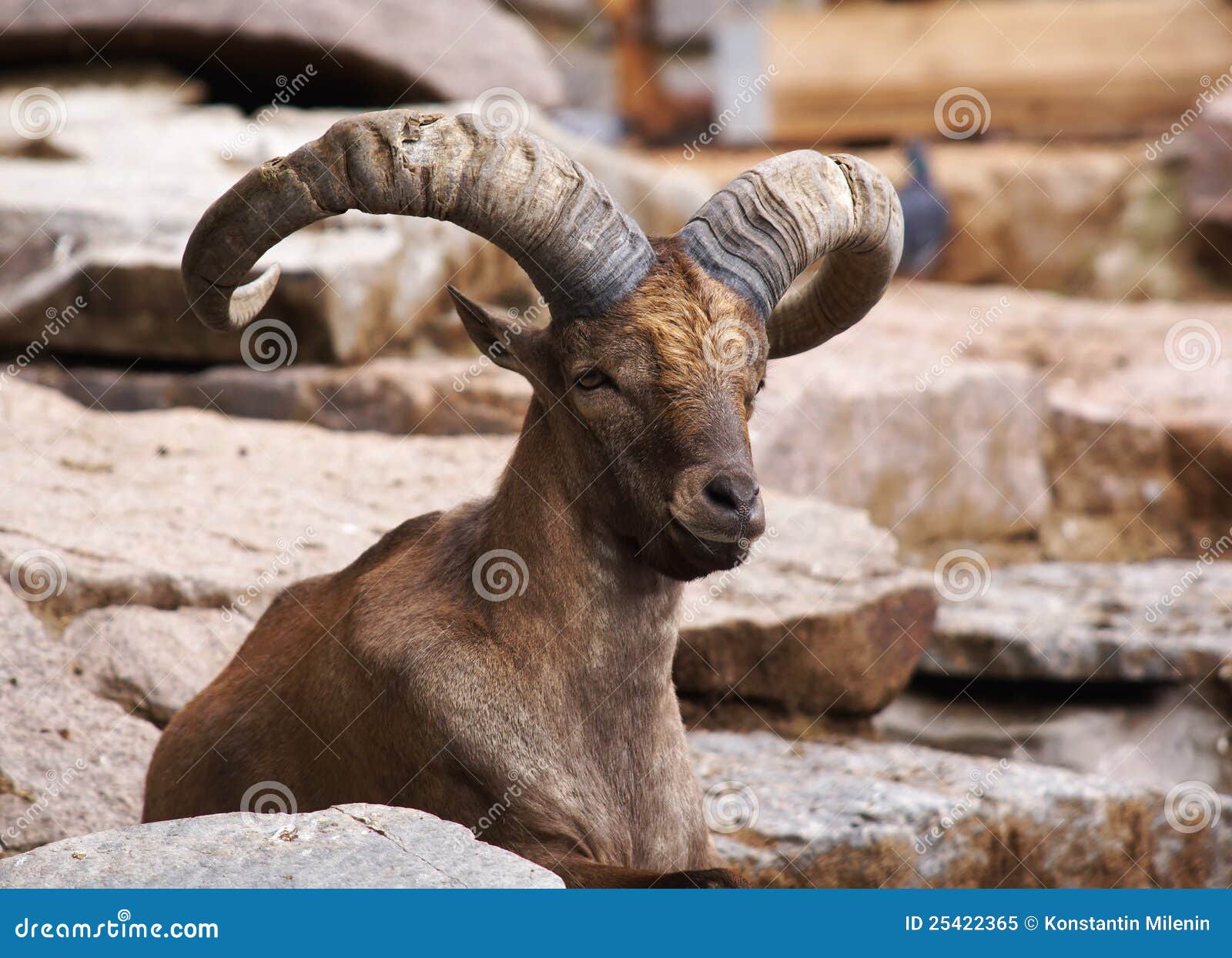 Capra cylindricornis Blyth stock image. Image of male - 25422365