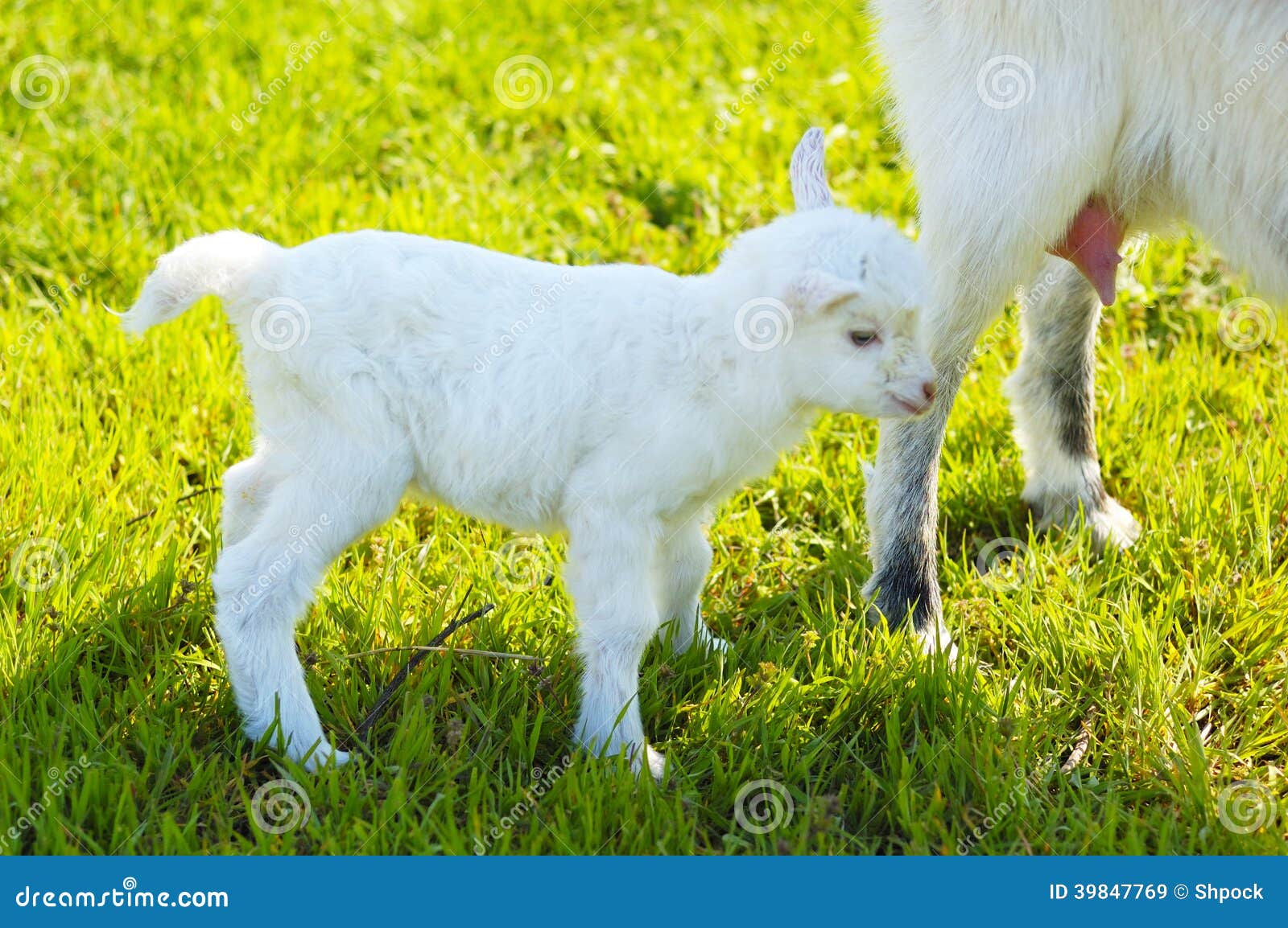 Capra Del Bambino E Mammella Delle Capre Immagine Stock - Immagine di ...