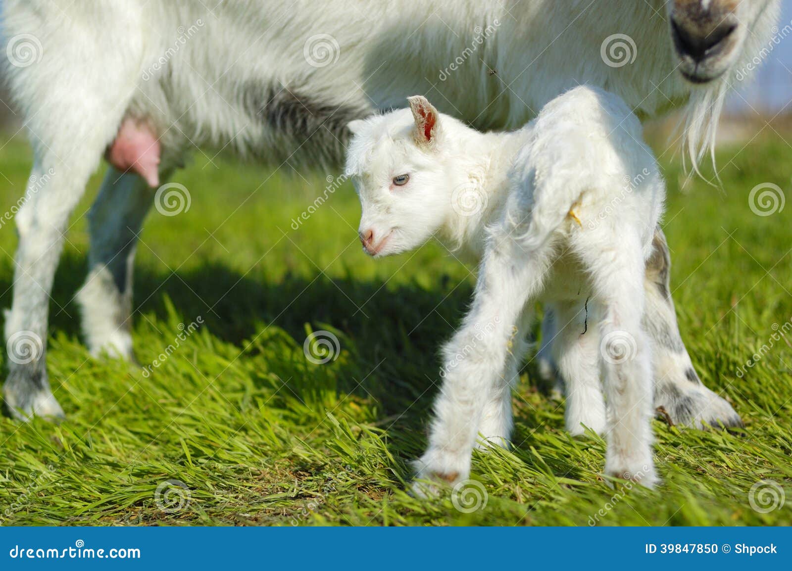 Capra Del Bambino E Mammella Delle Capre Fotografia Stock - Immagine di ...