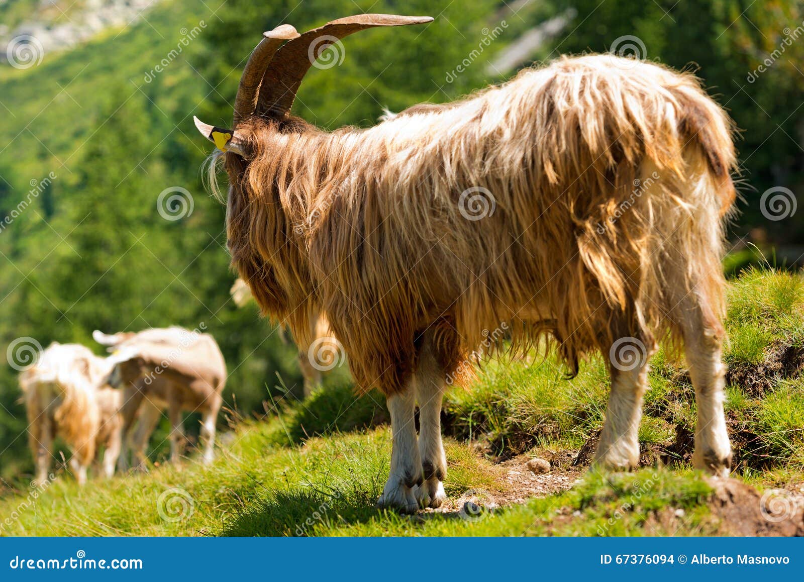 Capra Del Maschio Della Montagna Fotografia Stock - Immagine di ...