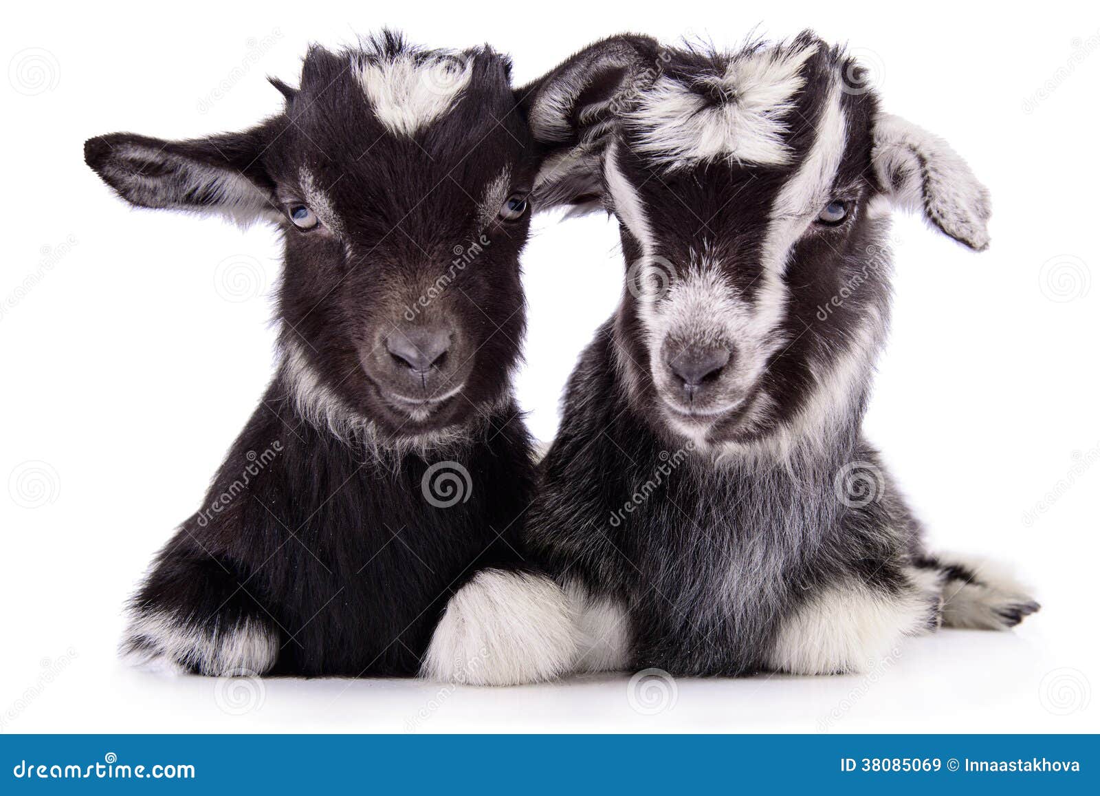 Capra Dell'animale Da Allevamento Isolata Immagine Stock - Immagine di ...