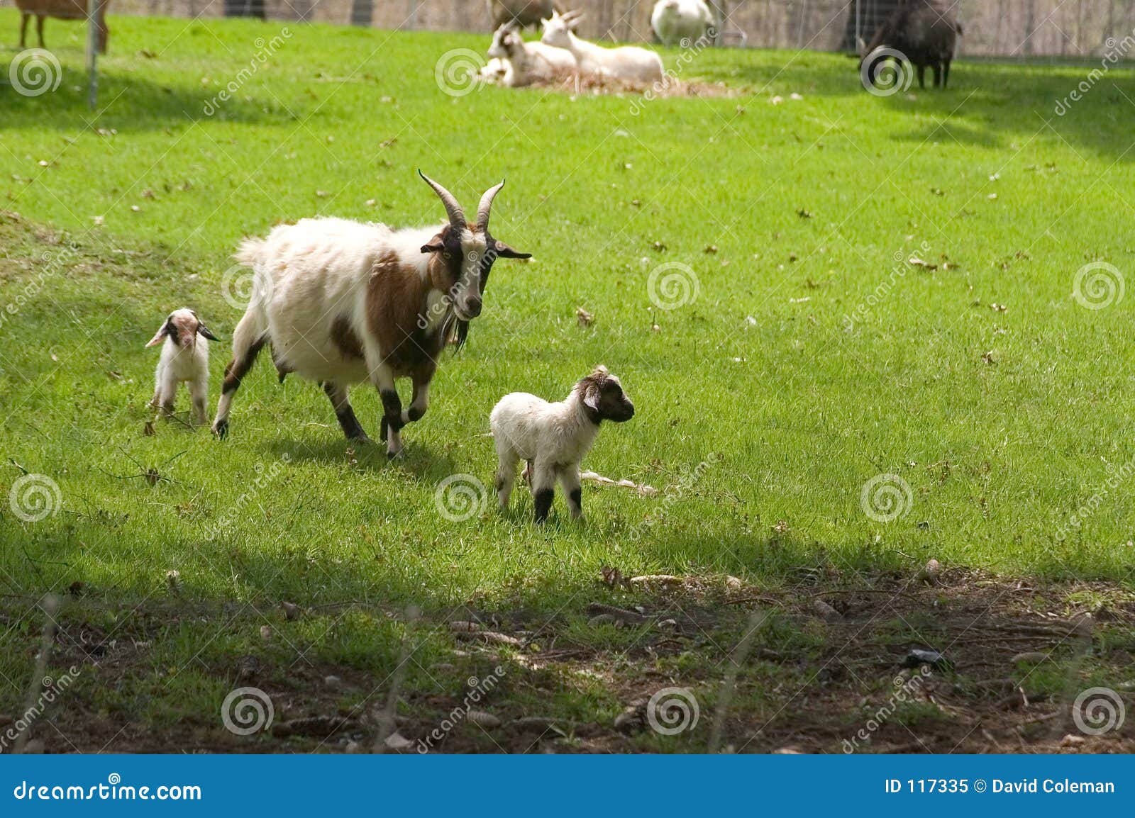 Capra Della Madre Ed I Suoi Bambini Immagine Stock - Immagine di ...