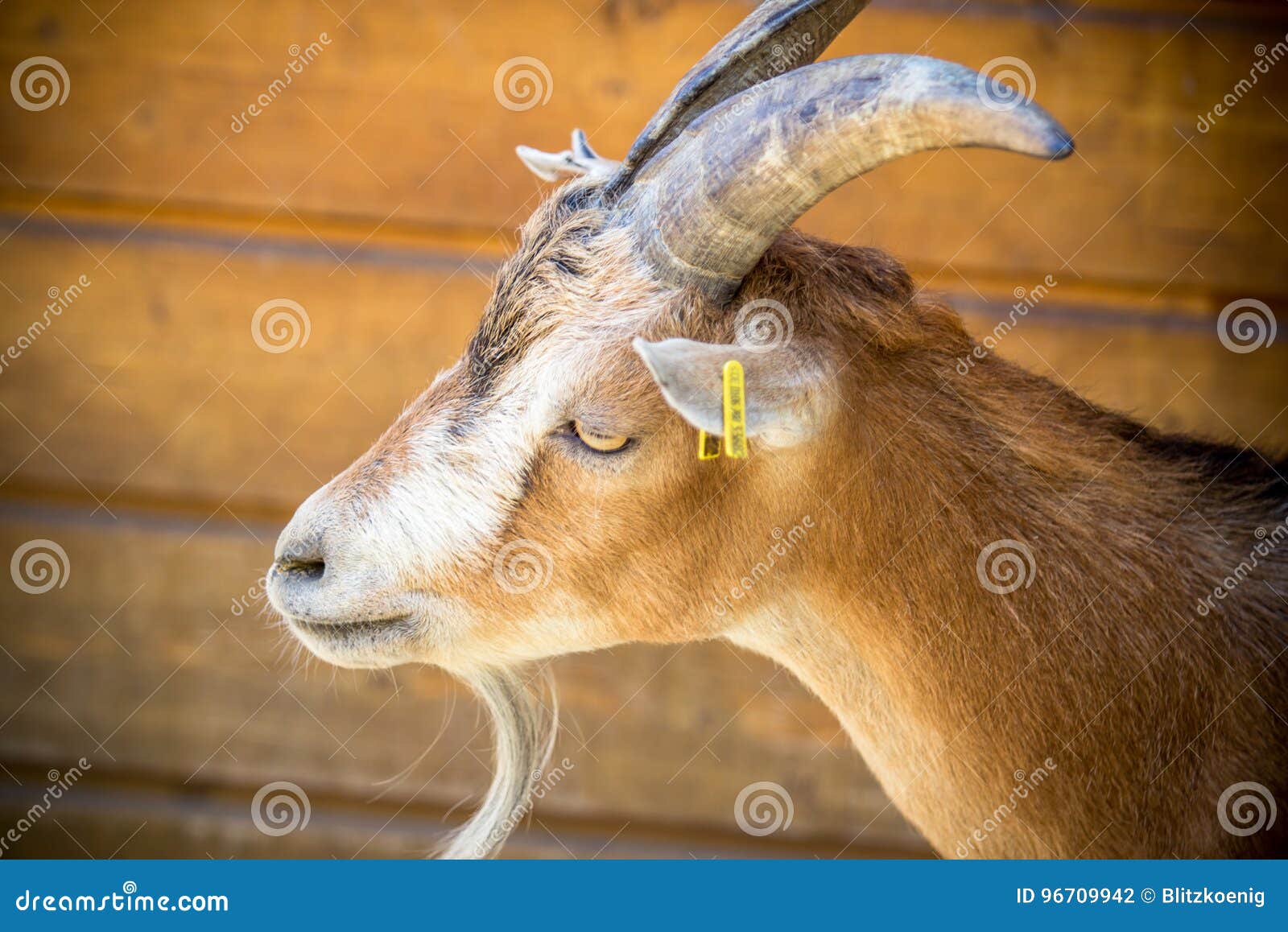 Capra della nana bruna fotografia stock. Immagine di camerun - 96709942