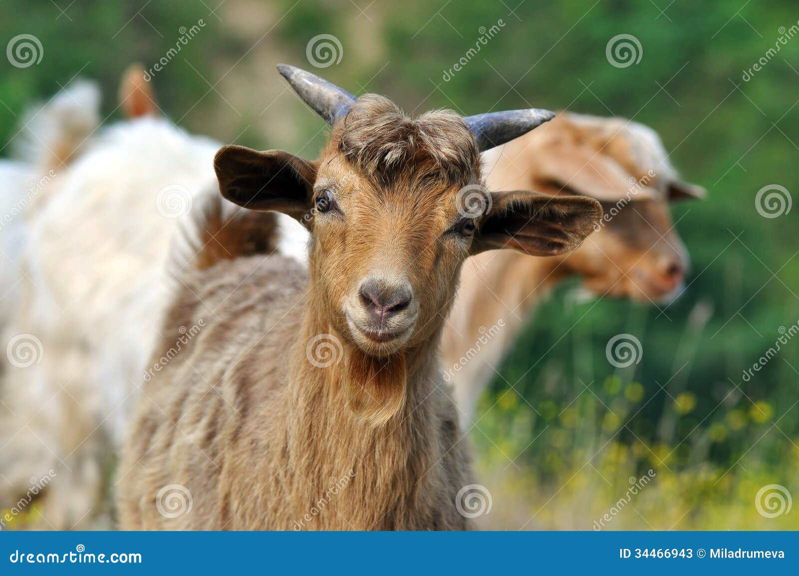 Capra di Brown immagine stock. Immagine di pascolo, moltitudine - 34466943