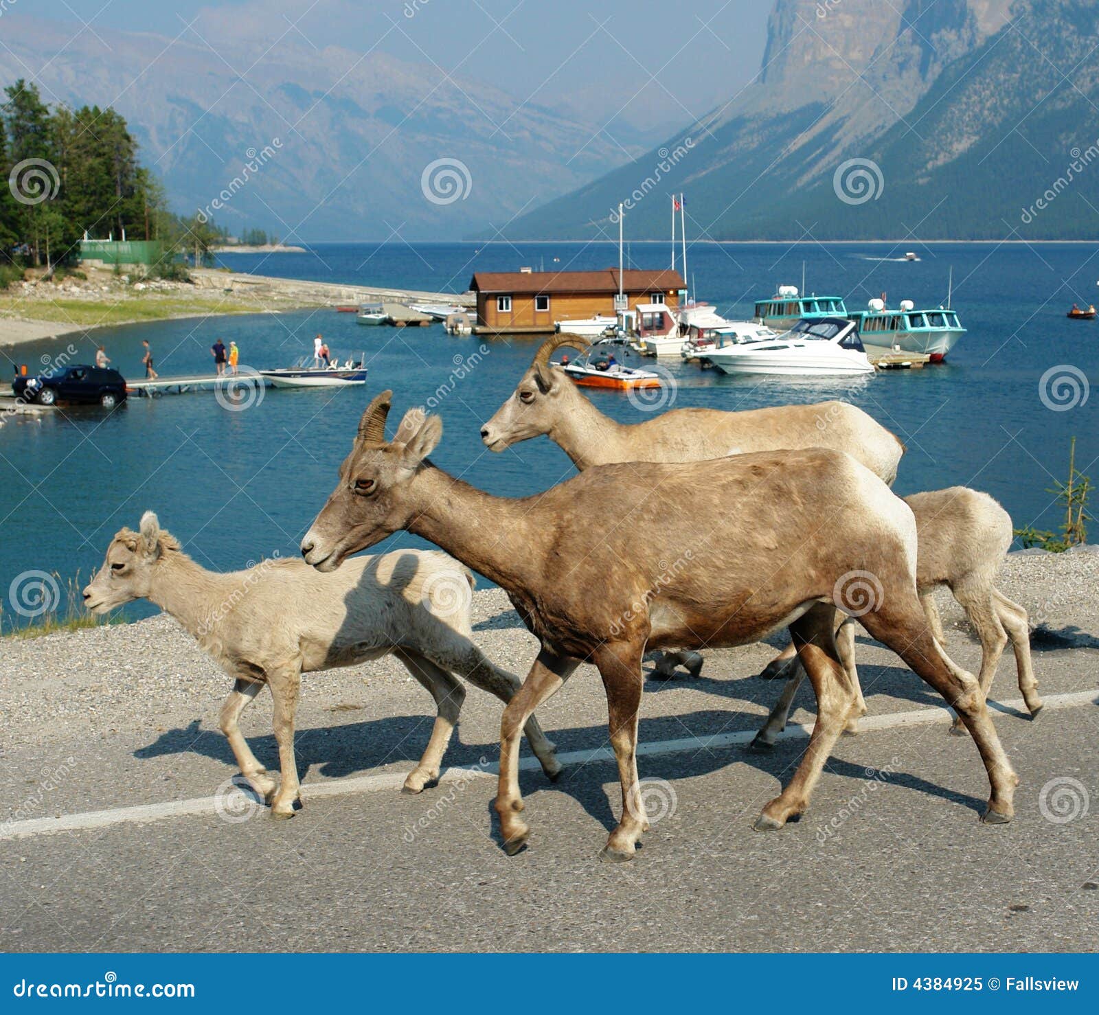 Capra di montagna immagine stock. Immagine di capra, alberta - 4384925