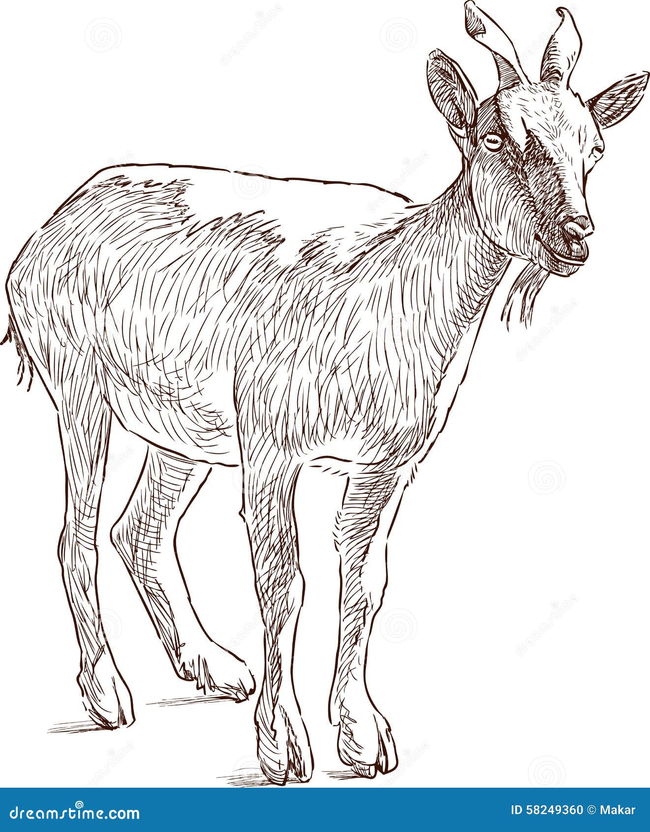 Capra di montagna illustrazione vettoriale. Illustrazione di isolato ...