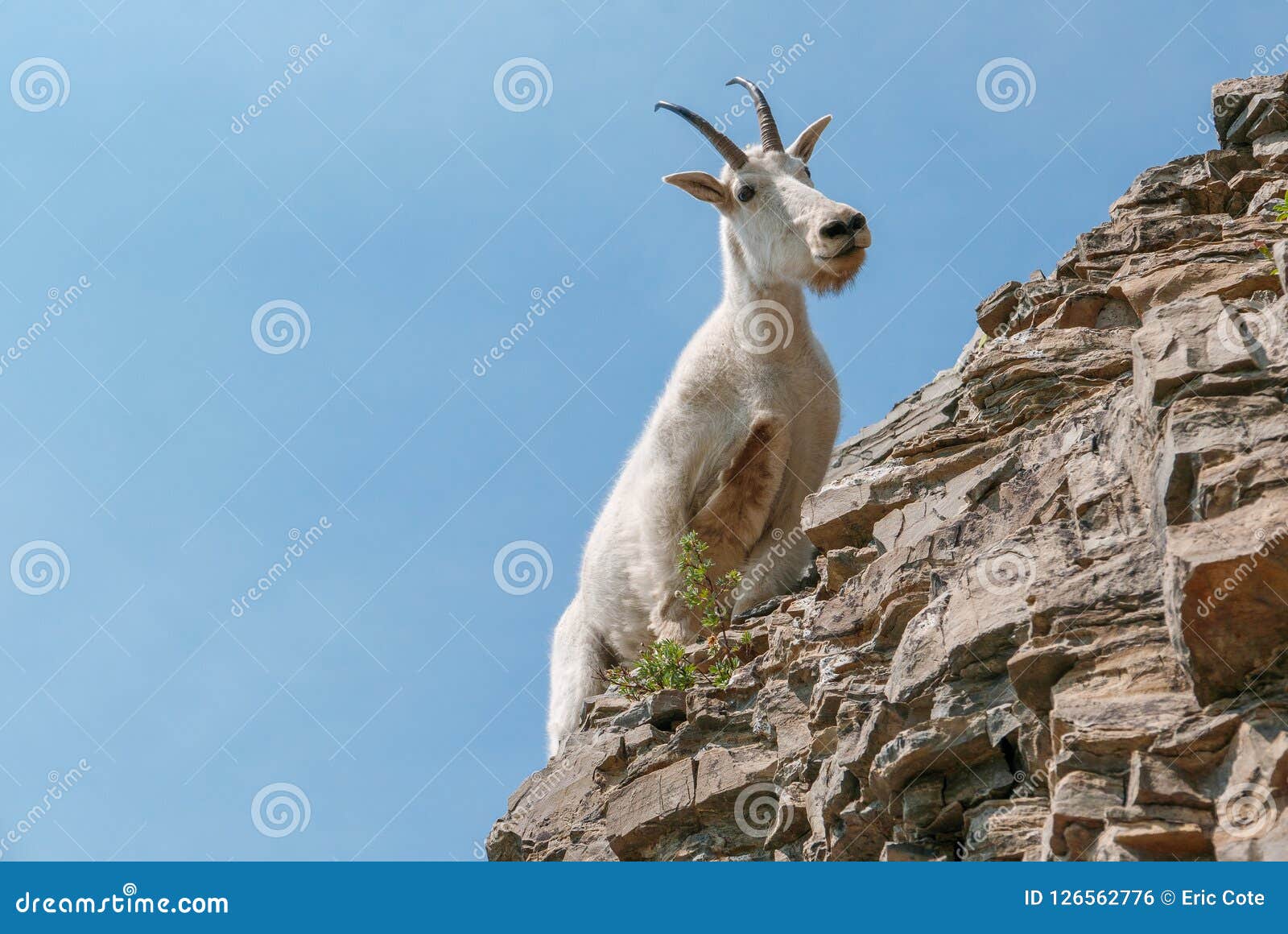 Capra Di Montagna in Glacier National Park Fotografia Stock - Immagine ...