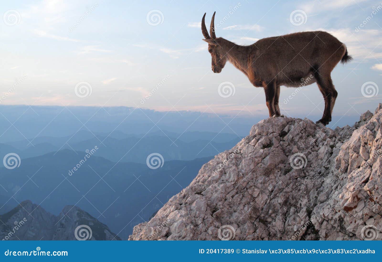 Capra Di Montagna - Stambecco Alpino Immagine Stock - Immagine di ...