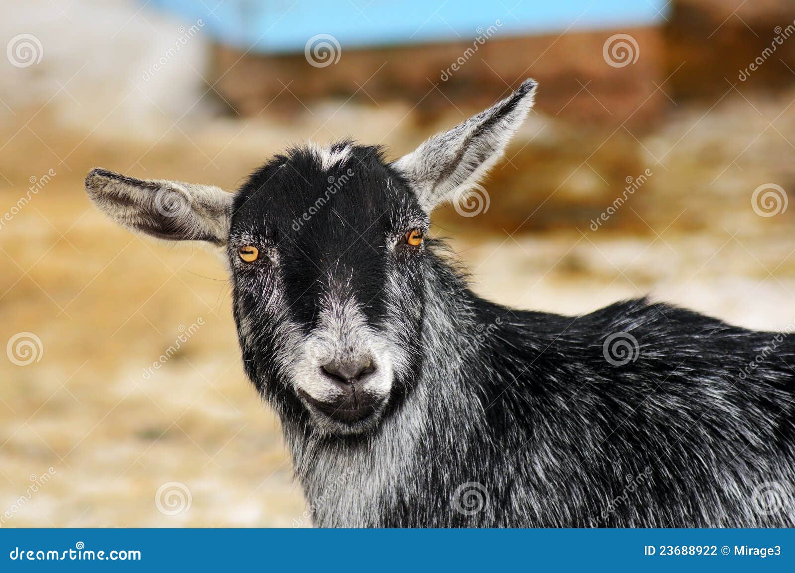 Capra Di Sguardo Divertente Fotografia Stock - Immagine di divertente ...