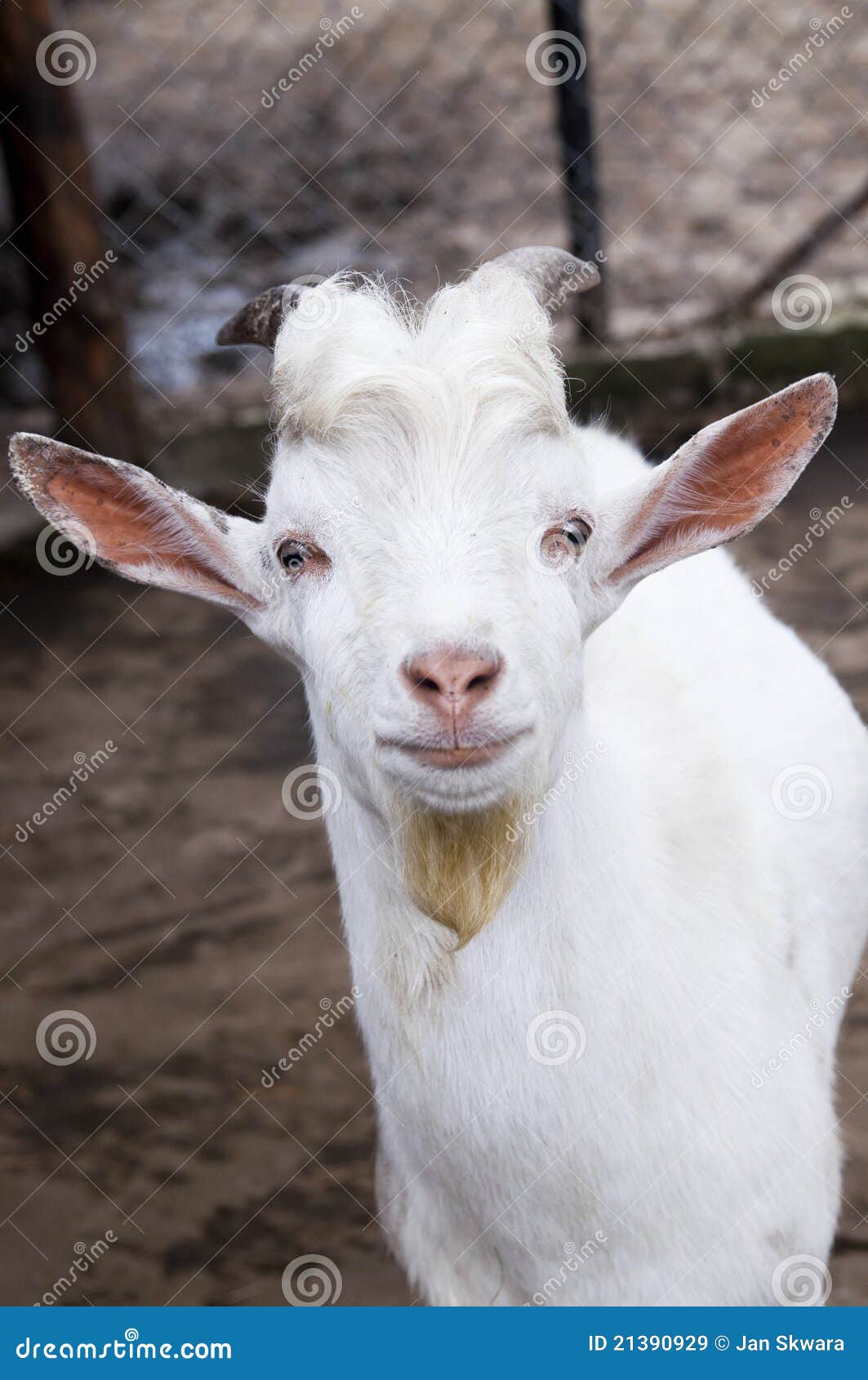 Capra divertente immagine stock. Immagine di animale - 21390929