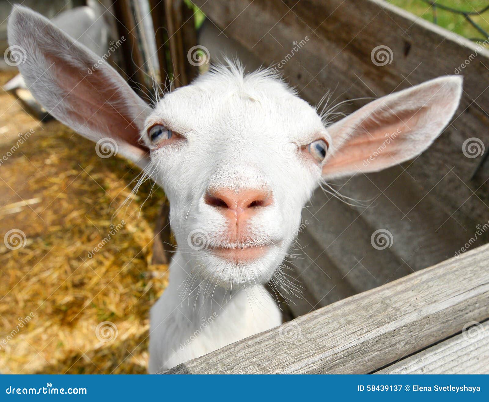 Capra divertente immagine stock. Immagine di erba, cielo - 58439137