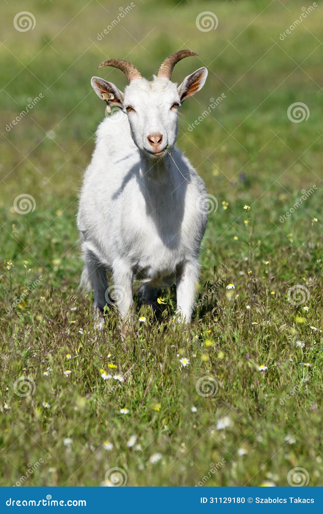 Capra divertente sul prato fotografia stock. Immagine di vivere - 31129180