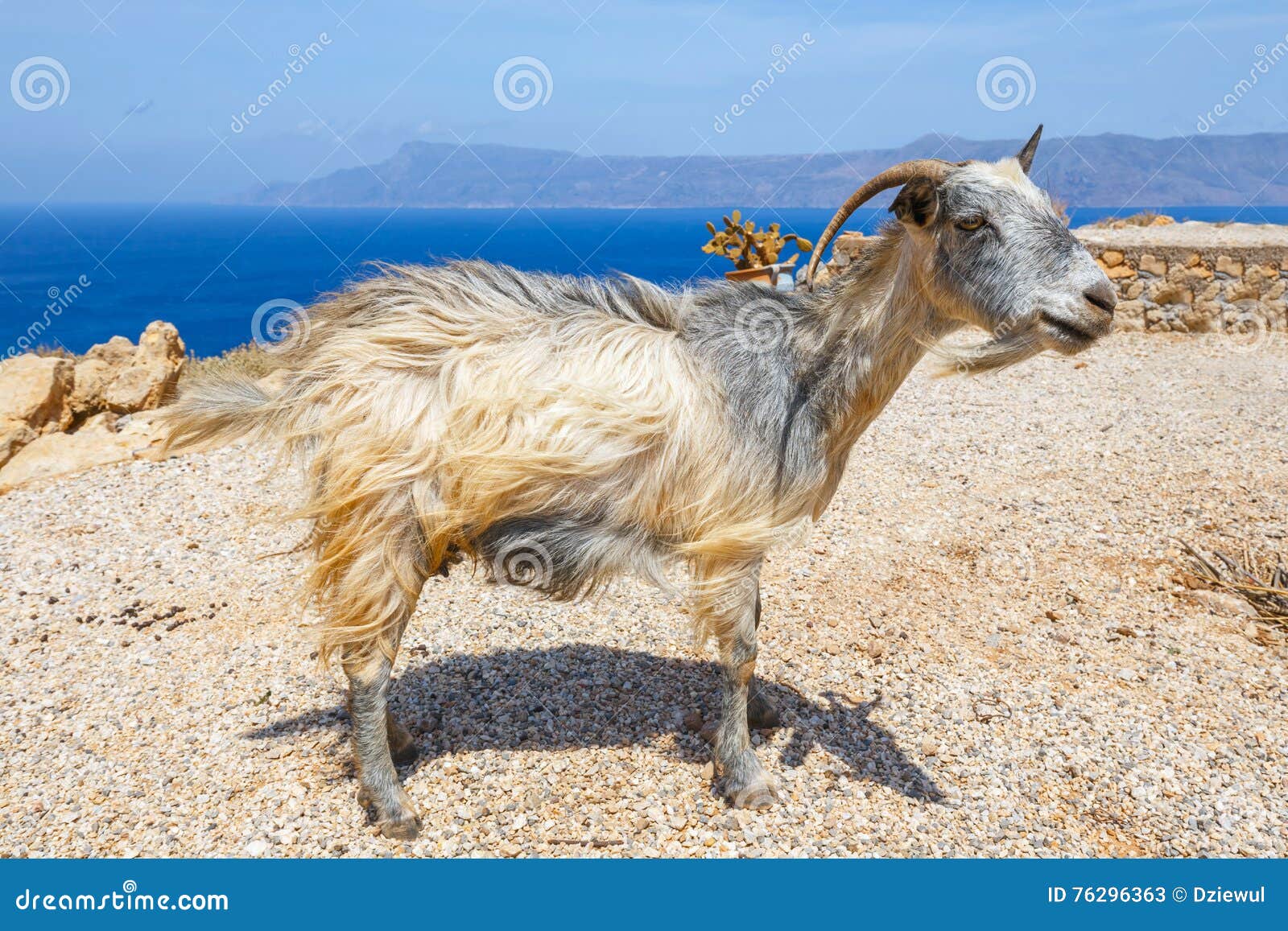 Capra domestica immagine stock. Immagine di marrone, curiosità - 76296363