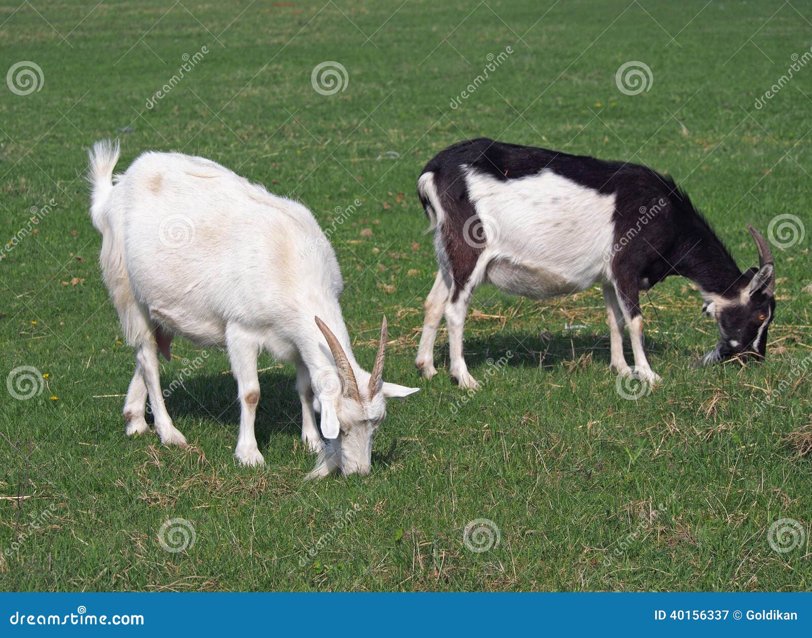 Capra domestica due immagine stock. Immagine di prato - 40156337