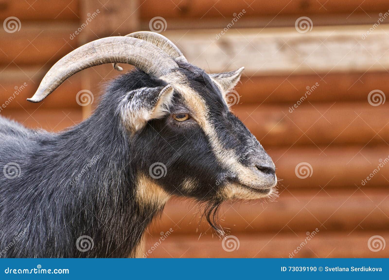 Capra Domestica - Hircus Di Aegagrus Della Capra Fotografia Stock ...