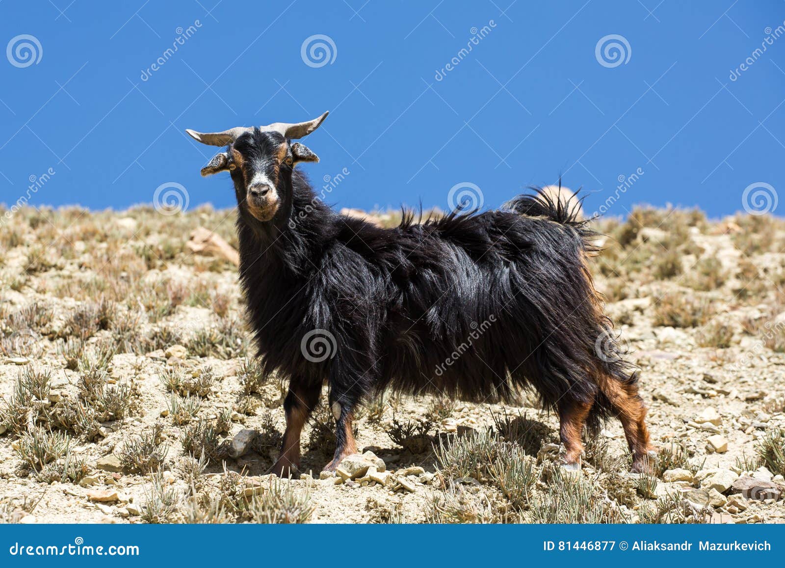 Capra Domestica Nella Zona Di Montagna Immagine Stock - Immagine di ...