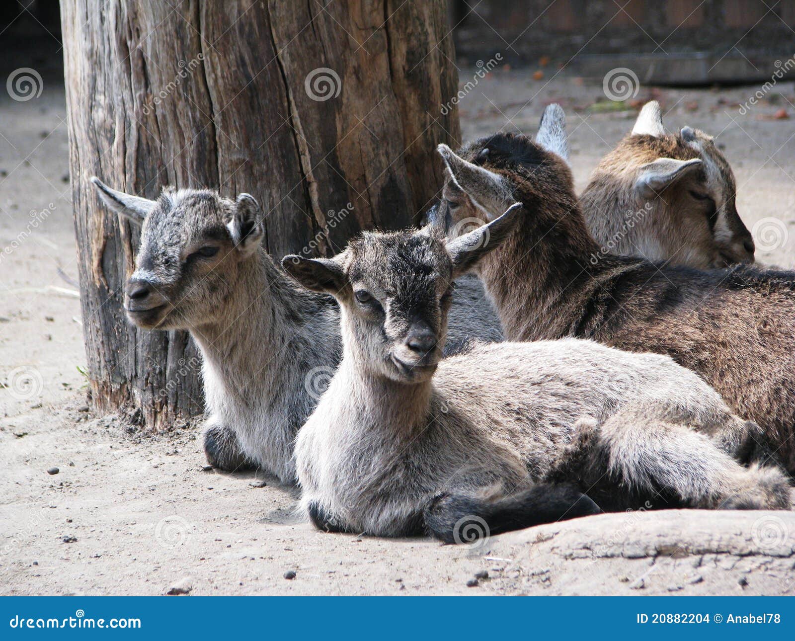 Capra hircus stock photo. Image of billy, sand, security - 20882204