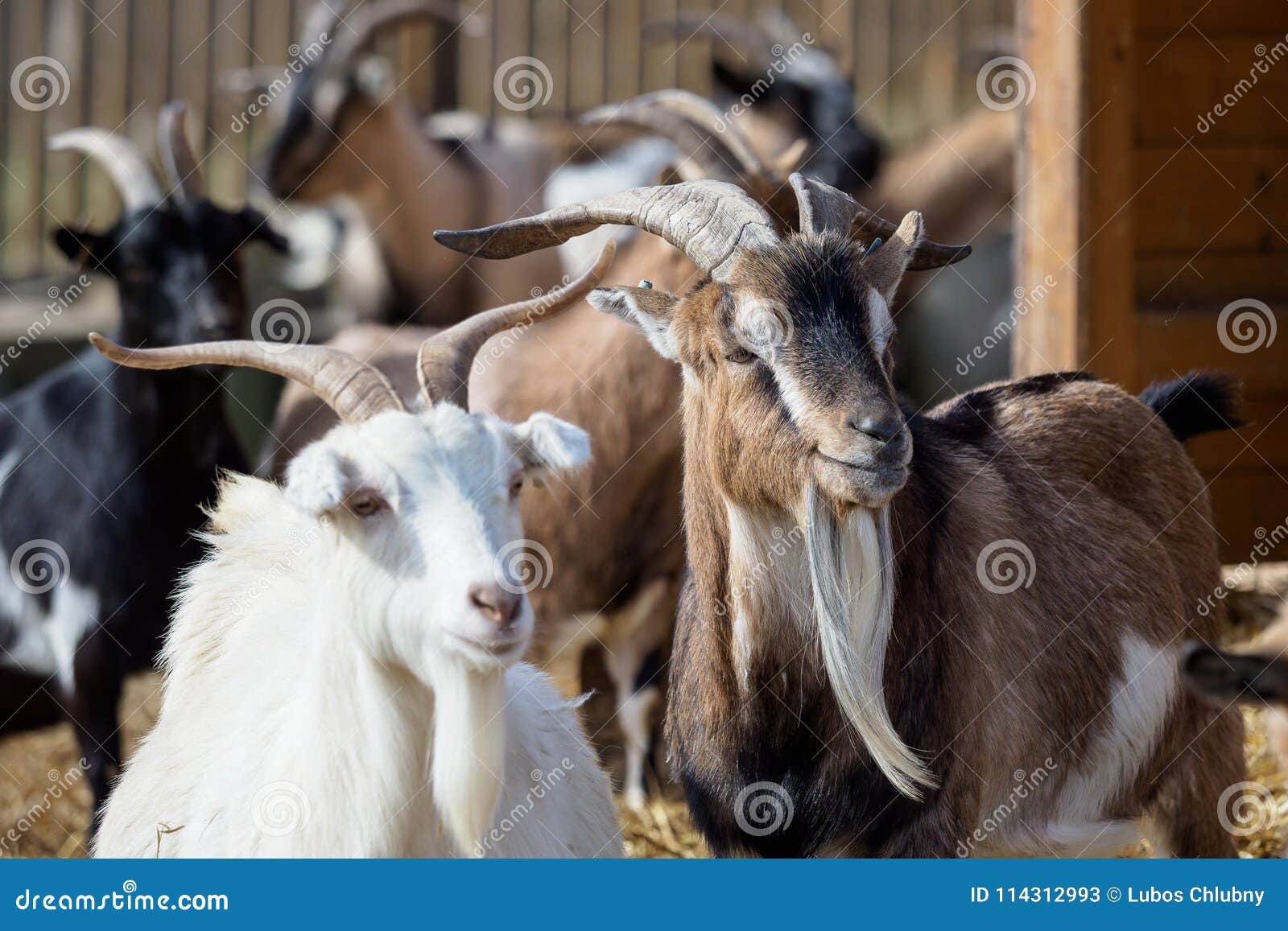 Capra Hircus Delle Capre Del Gruppo Immagine Stock - Immagine di podere ...