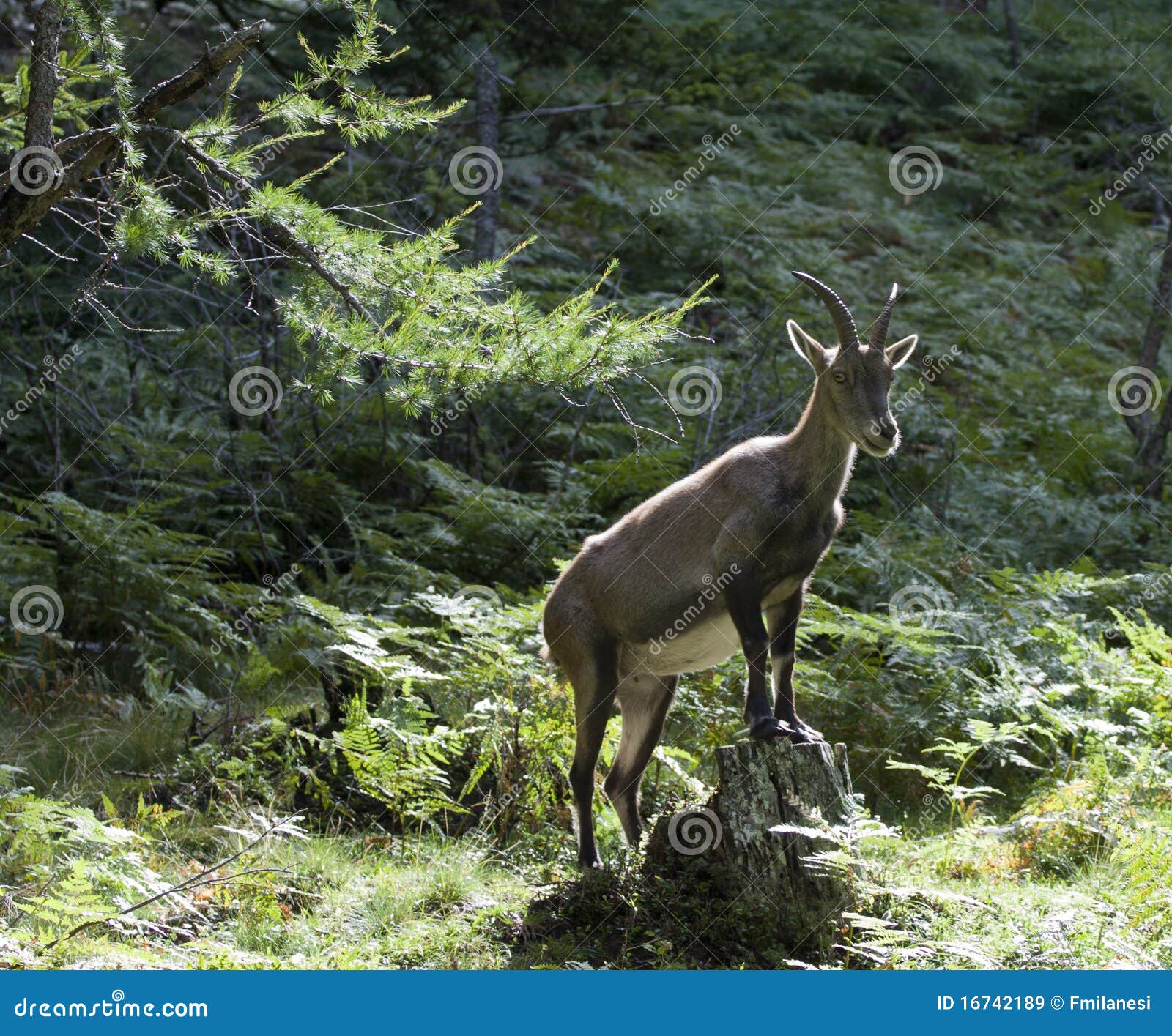 Capra Ibex stock image. Image of ibex, animal, goat, nature - 16742189