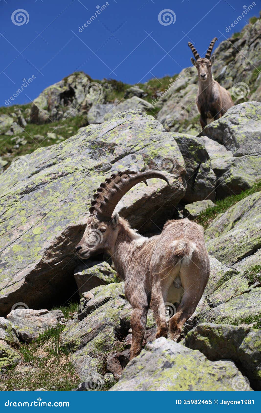 Capra ibex stock image. Image of goat, brown, chamonix - 25982465
