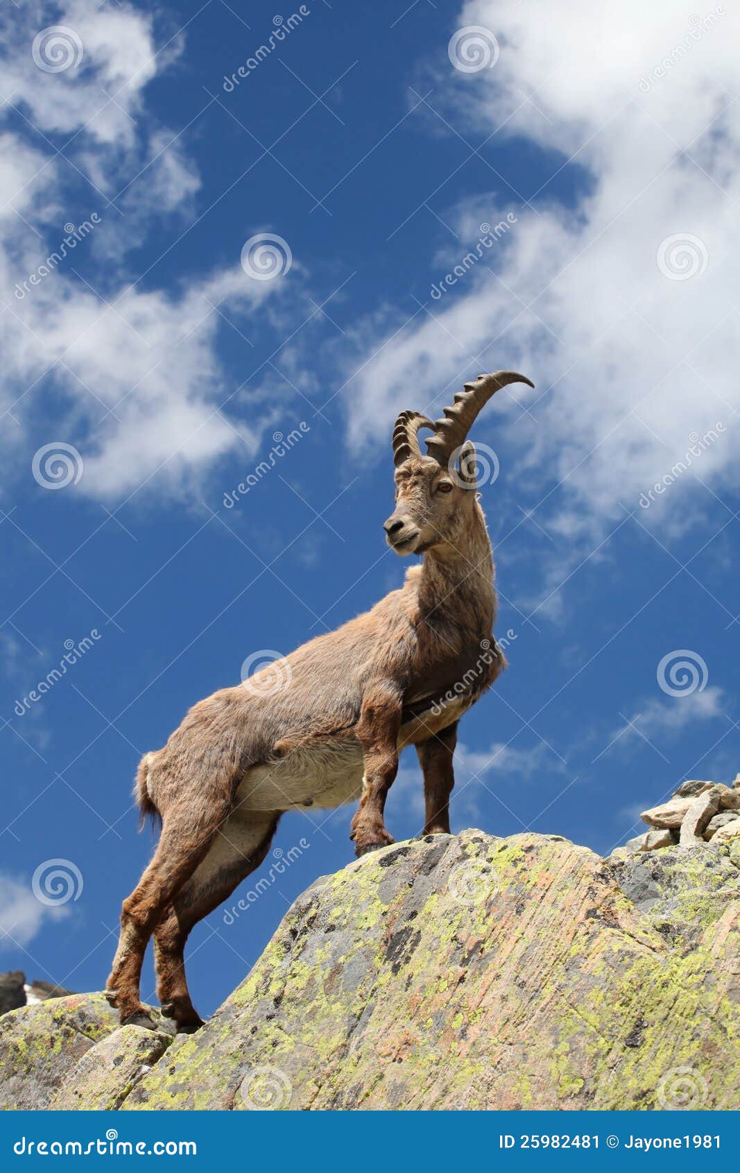 Capra ibex stock image. Image of natural, reserve, alps - 25982481
