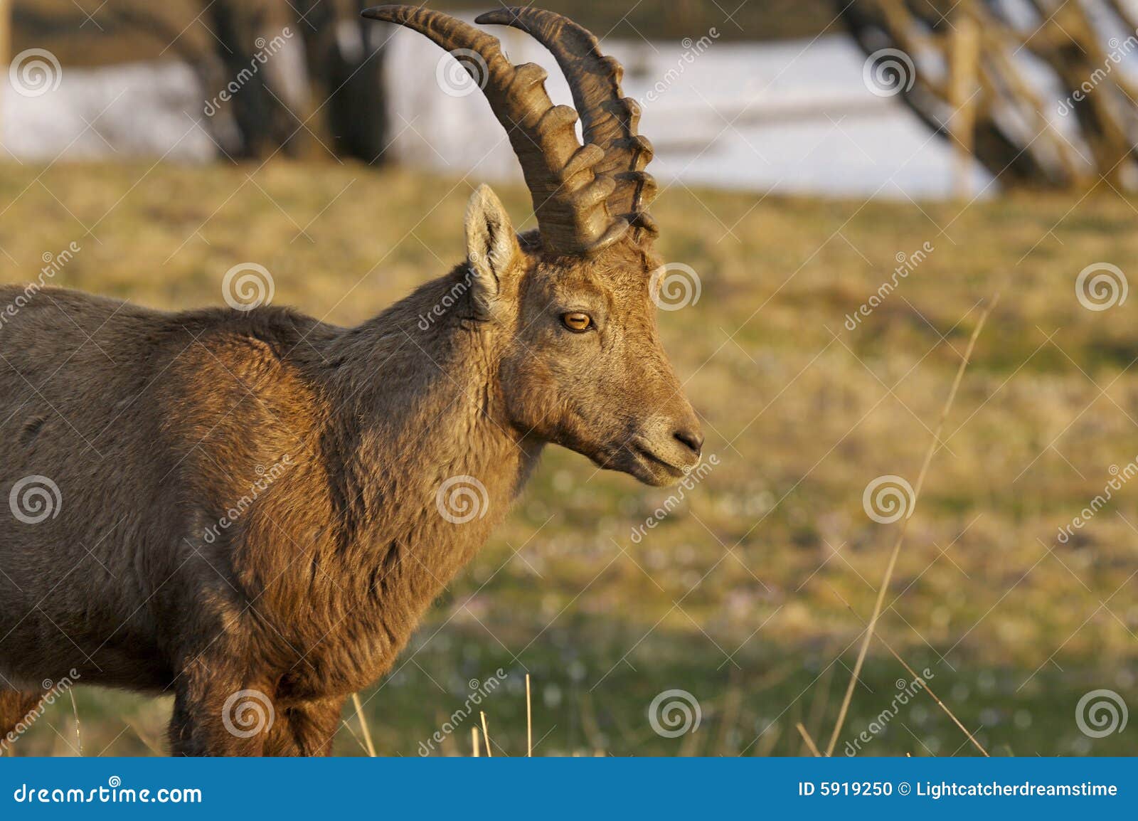 Capra ibex stock photo. Image of mountain, group, alpine - 5919250