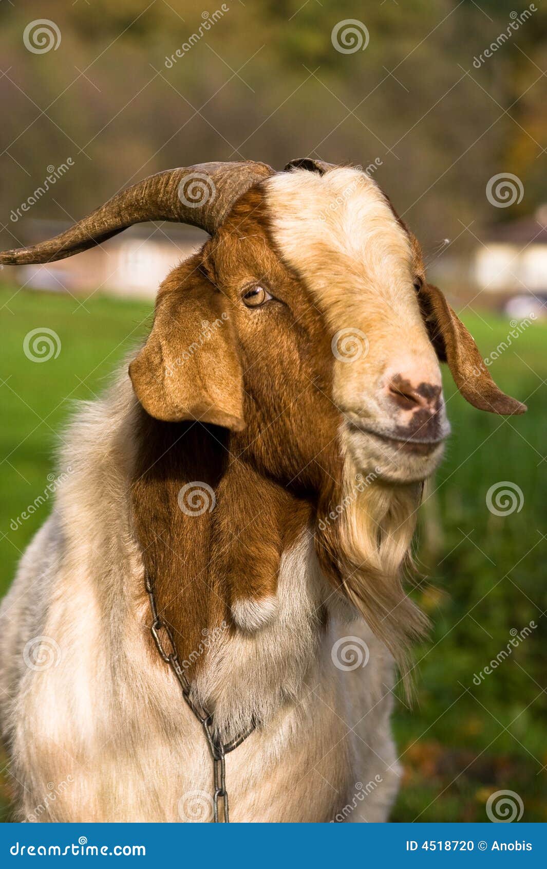 CAPRA MASCHIO fotografia stock. Immagine di grande, pecore - 4518720