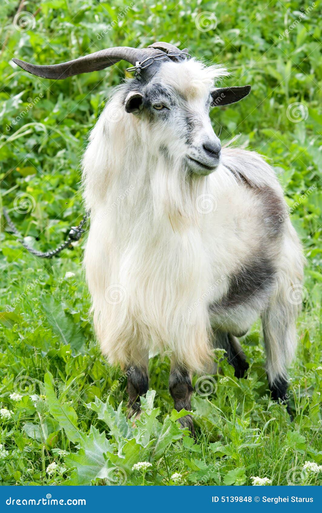 Capra maschio che pasce fotografia stock. Immagine di furry - 5139848